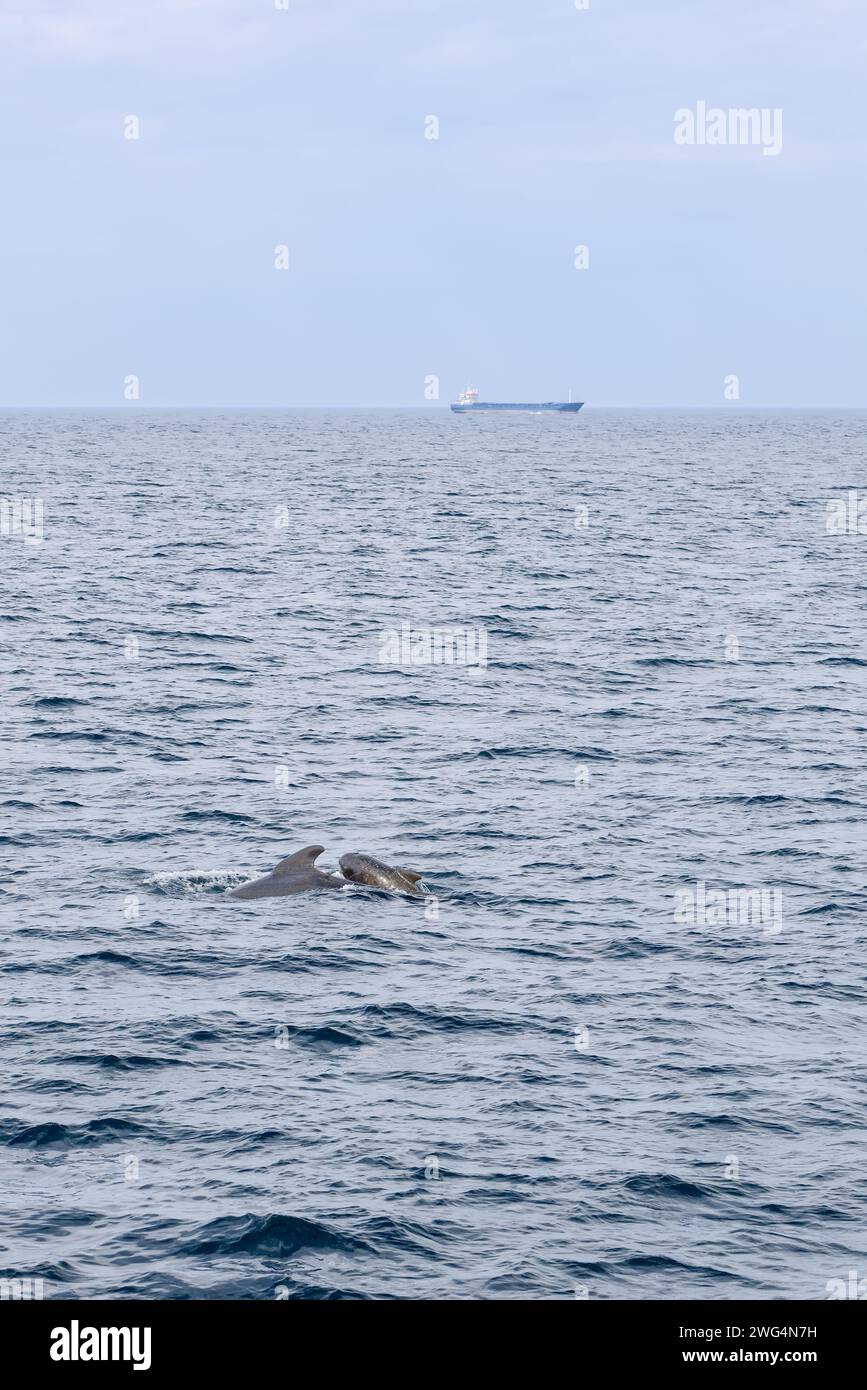 Whale mother ship immagini e fotografie stock ad alta risoluzione - Alamy