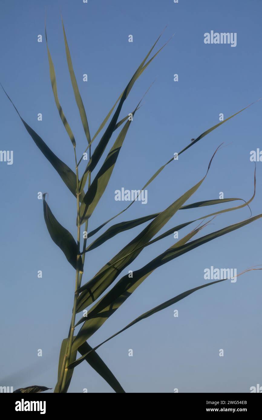 Lemvig comune immagini e fotografie stock ad alta risoluzione - Alamy