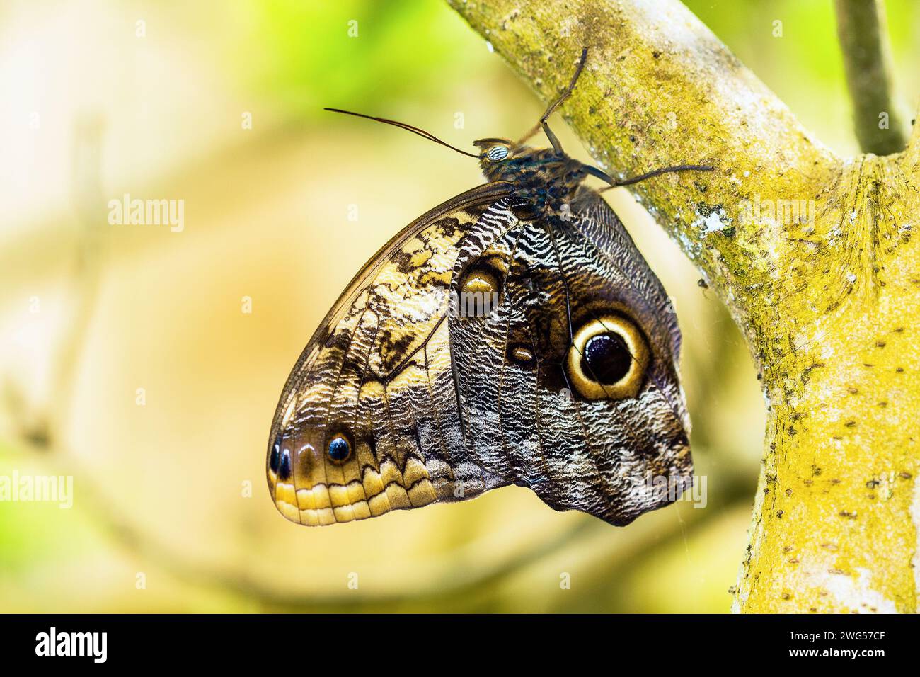 Caligo species immagini e fotografie stock ad alta risoluzione - Alamy