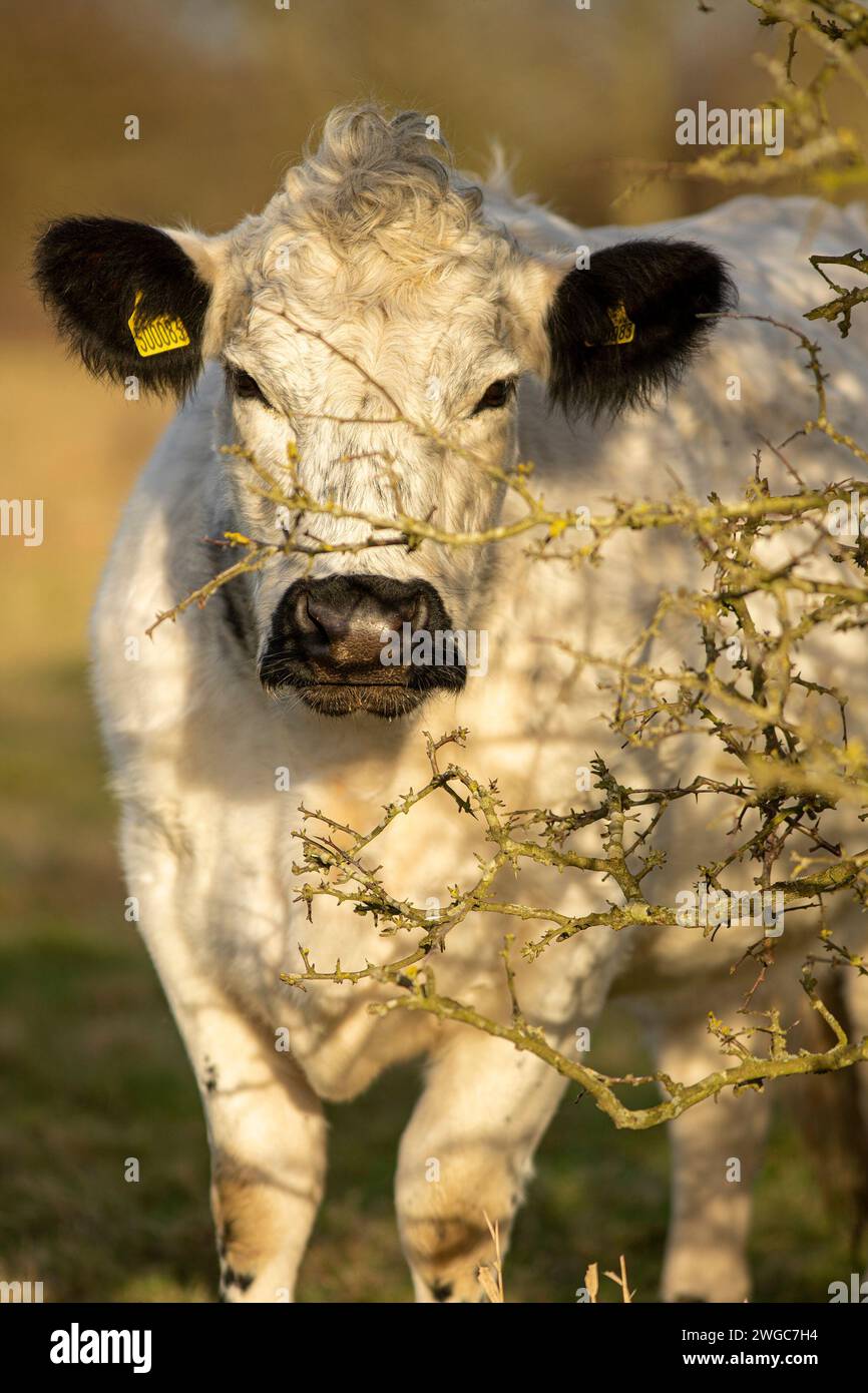 British white cattle immagini e fotografie stock ad alta risoluzione ...