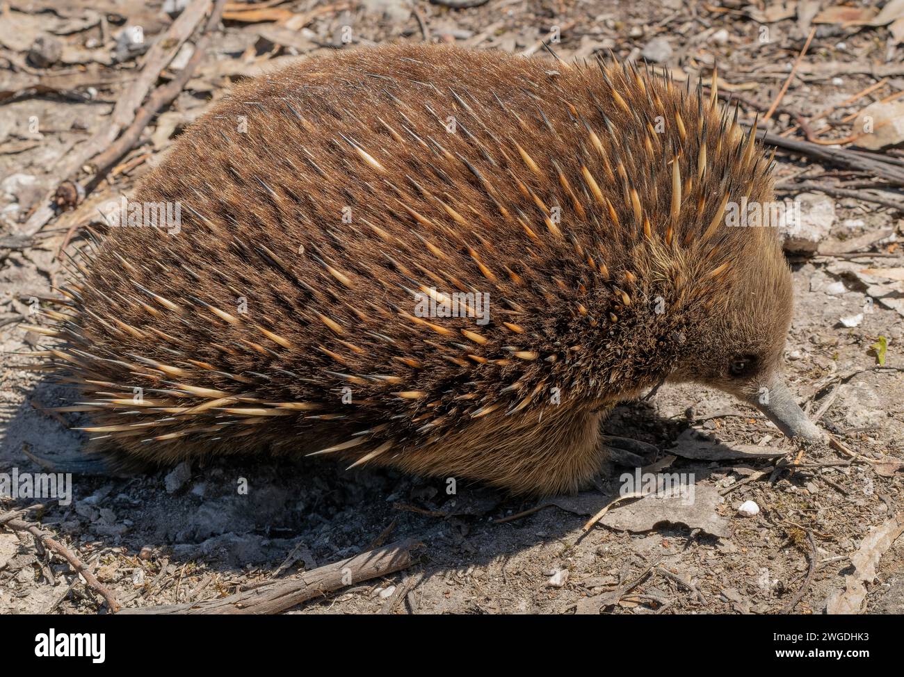 Echidna a becco corto della tasmania immagini e fotografie stock ad ...