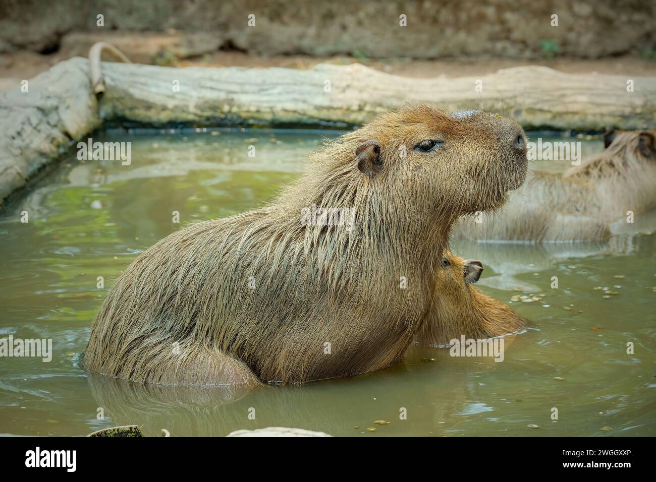 Capybara herbivore zoo immagini e fotografie stock ad alta risoluzione ...