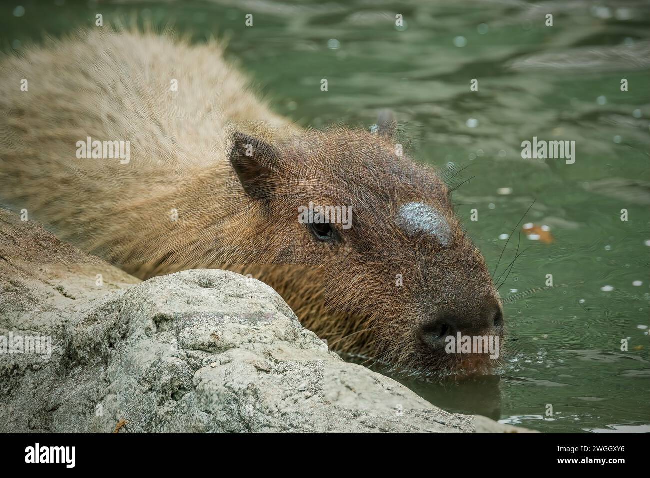 Capybara herbivore zoo immagini e fotografie stock ad alta risoluzione ...