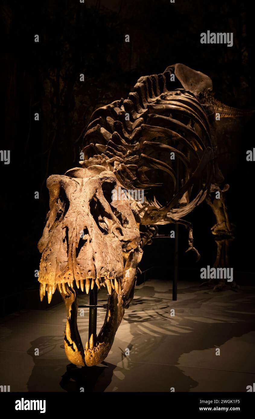 Tyrannosaurus rex skeleton museum immagini e fotografie stock ad alta ...