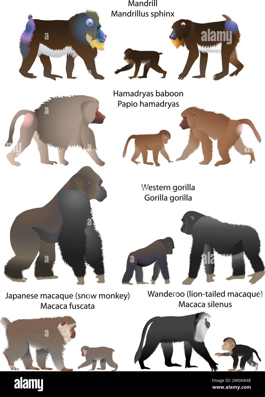 Macaco japonais Immagini Vettoriali Stock - Alamy