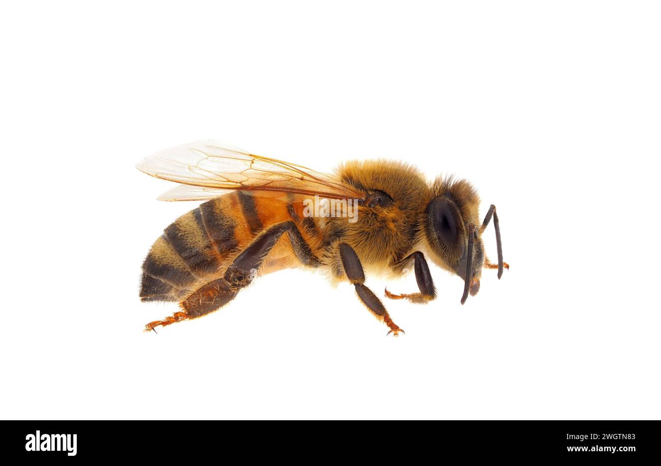 Miele delle api apis mellifera mellifera Immagini senza sfondo e Foto Stock ritagliate - Alamy