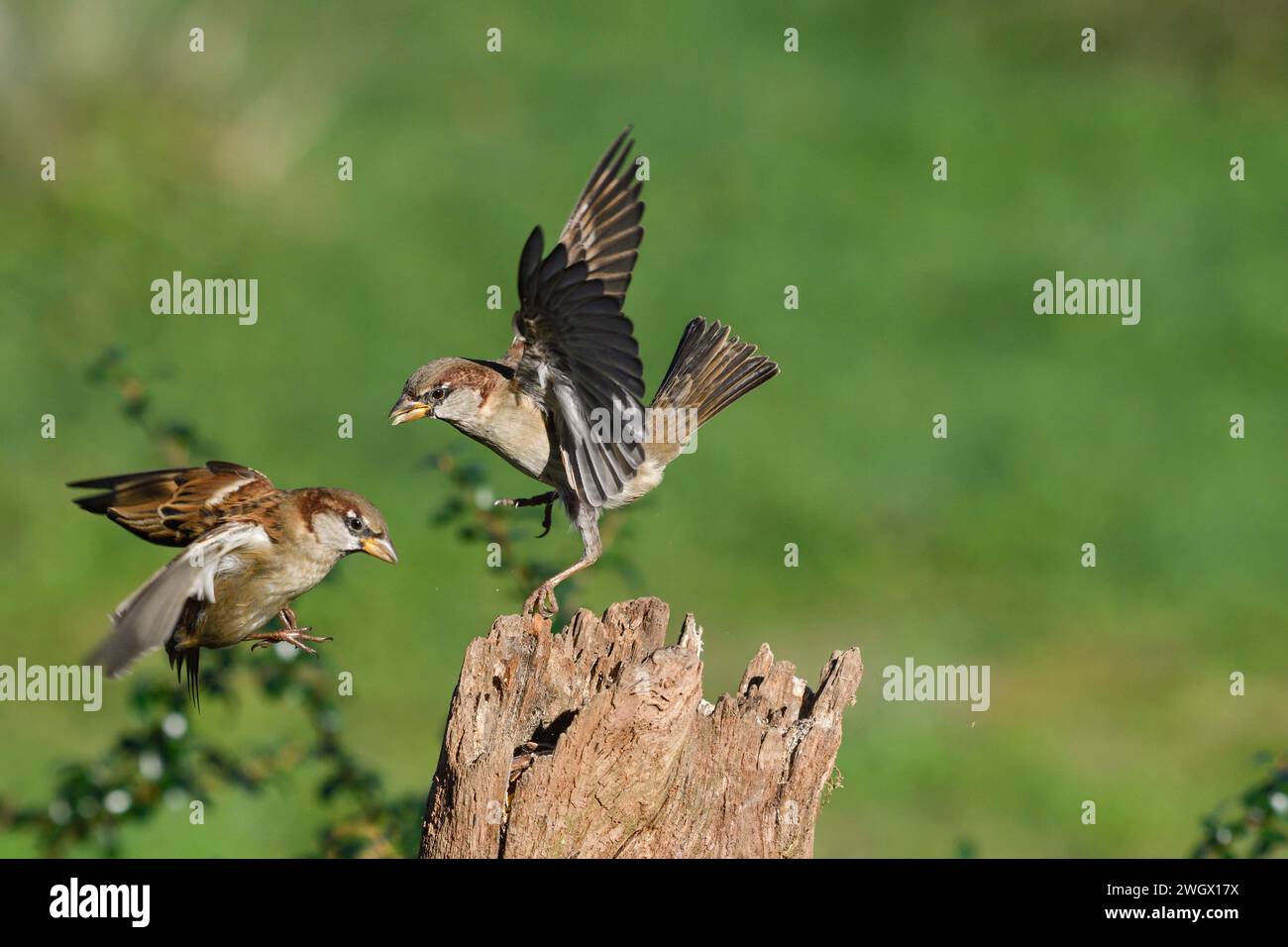 Passeri che combattono immagini e fotografie stock ad alta risoluzione ...