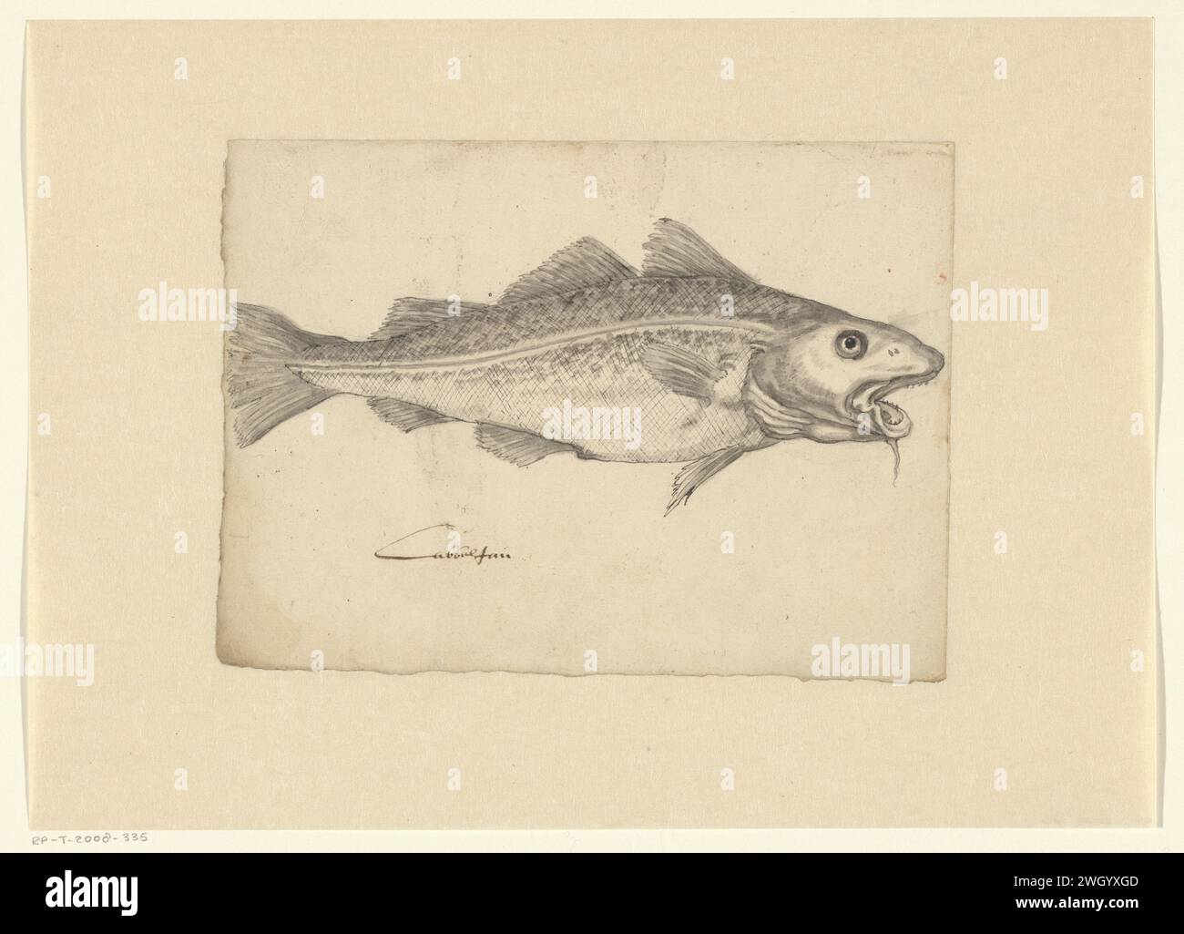 Gadus callarias immagini e fotografie stock ad alta risoluzione - Alamy