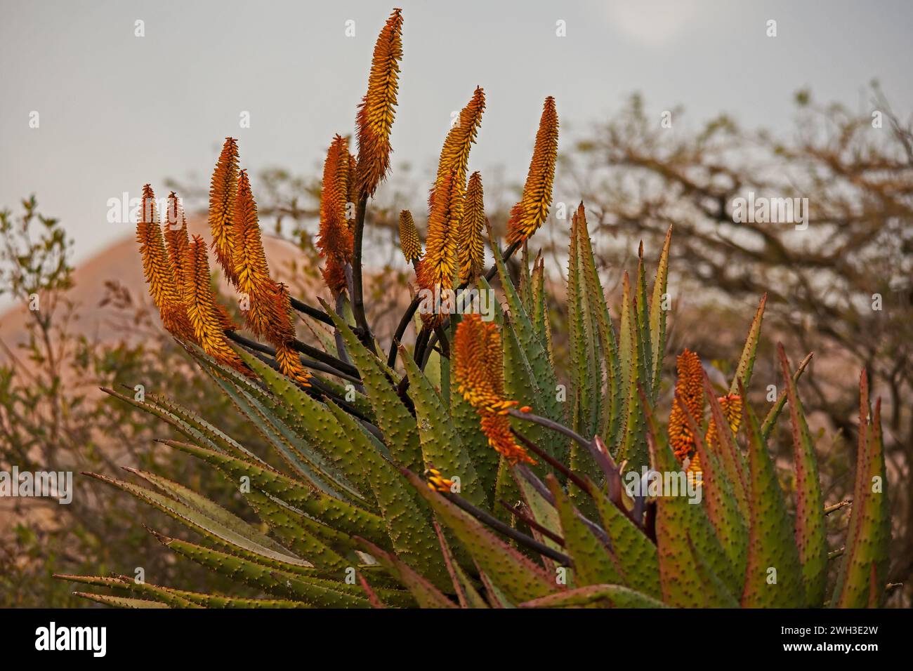 Aloes indígenas immagini e fotografie stock ad alta risoluzione - Alamy