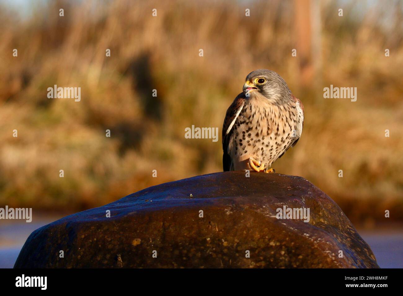 Maschio gheppio falco tinnunculus immagini e fotografie stock ad alta ...