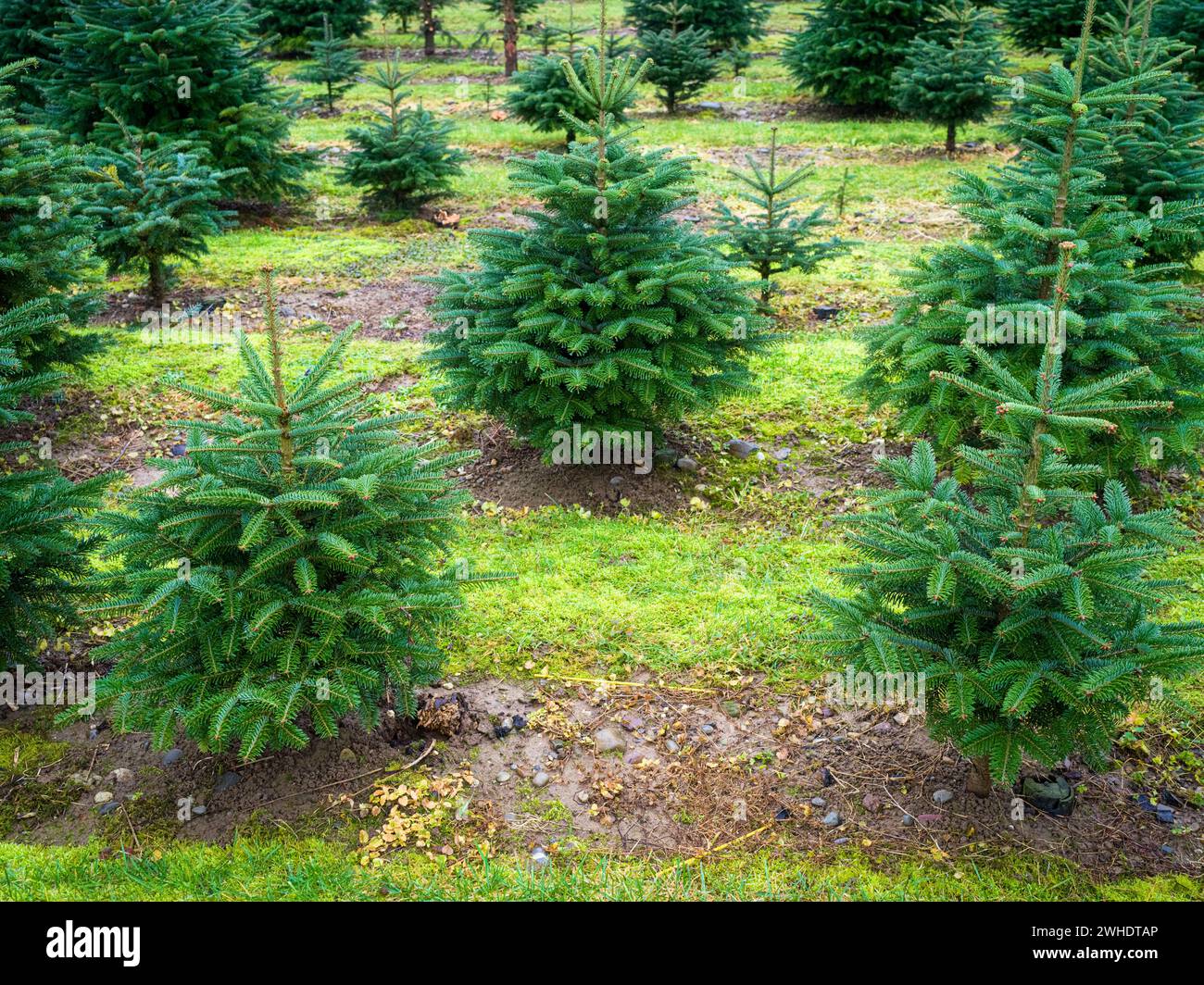 Alberi nel file immagini e fotografie stock ad alta risoluzione - Alamy