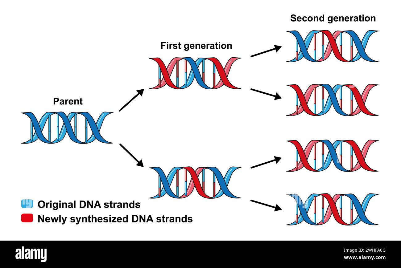 Struttura a doppia elica della molecola del dna Immagini senza sfondo e ...