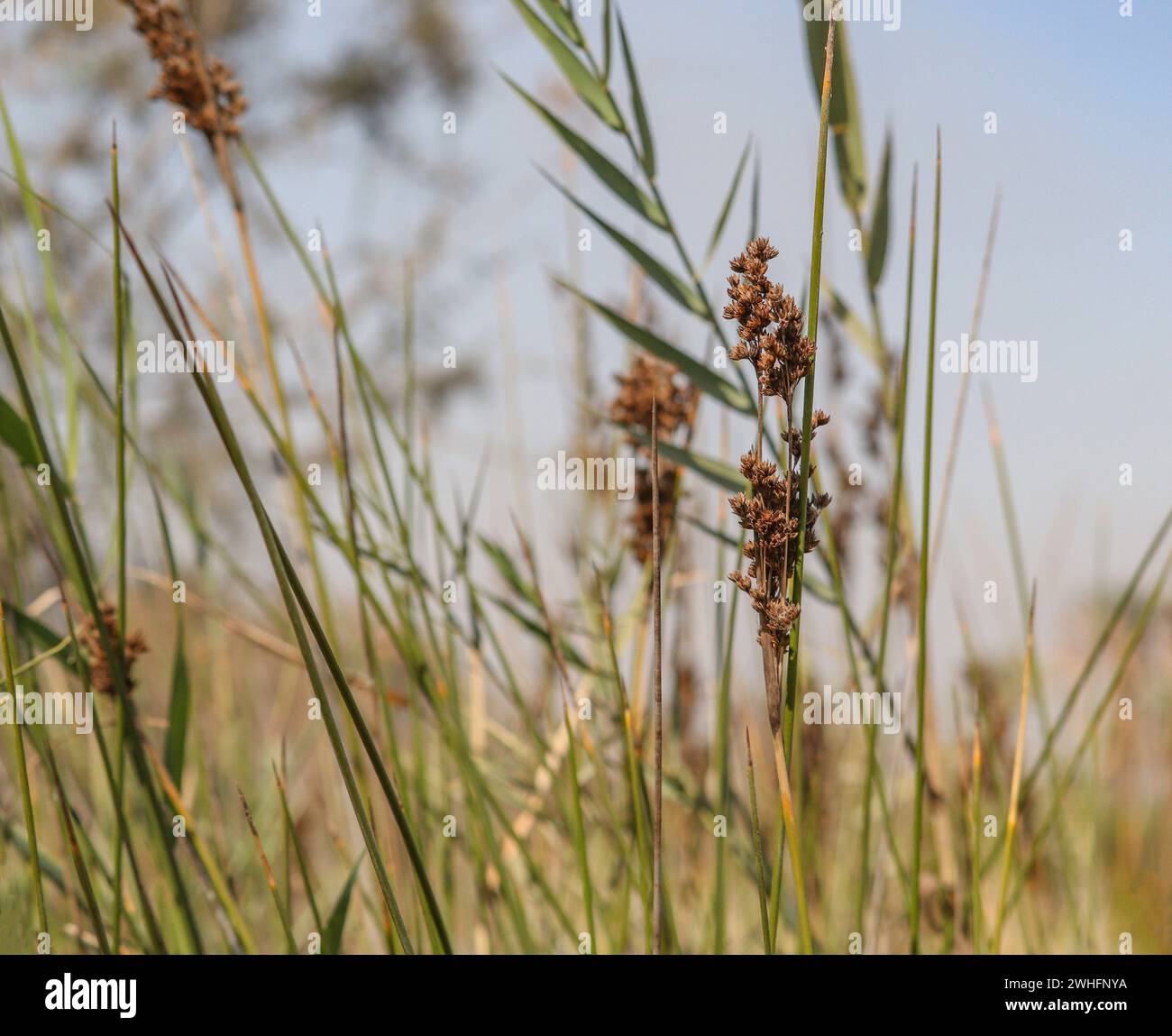 Piante del nilo immagini e fotografie stock ad alta risoluzione - Alamy