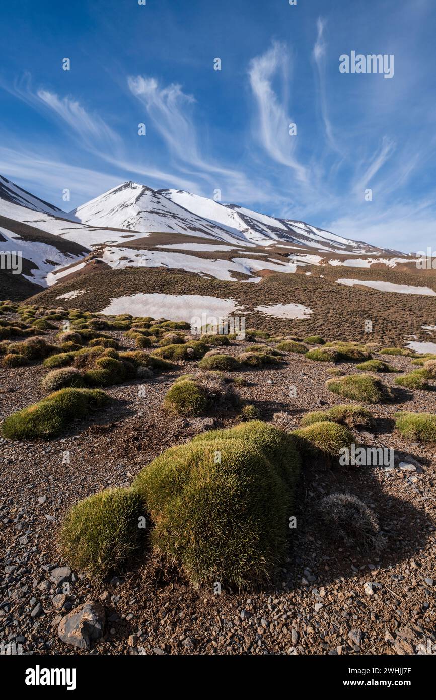 Cespugli spinosi immagini e fotografie stock ad alta risoluzione - Alamy