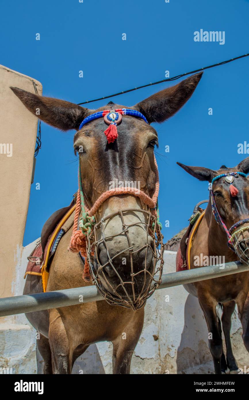 Persone sugli asini immagini e fotografie stock ad alta risoluzione - Alamy