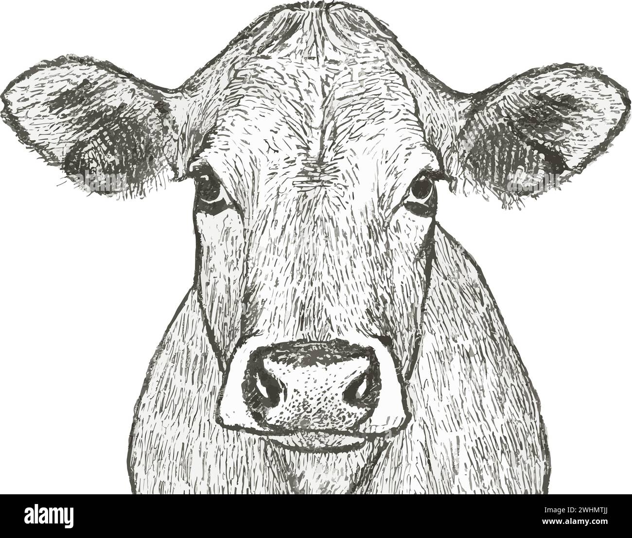 Muso di mucca Immagini Vettoriali Stock - Alamy