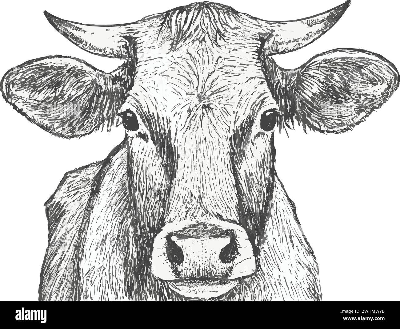 Muso di mucca Immagini Vettoriali Stock - Alamy