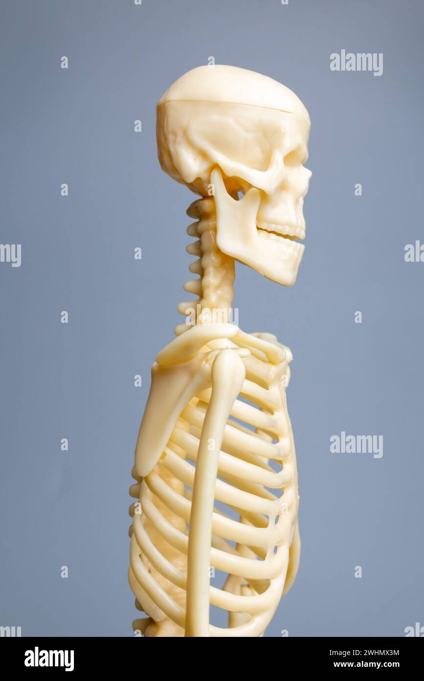 Scheletro di dimensioni reali immagini e fotografie stock ad alta ...