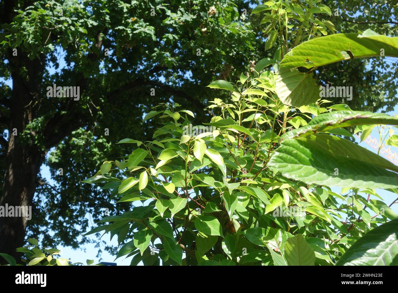 Albero di canfora cinnamomum camphora immagini e fotografie stock ad ...