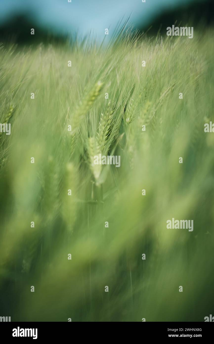 Orzo da campo verde immagini e fotografie stock ad alta risoluzione - Alamy
