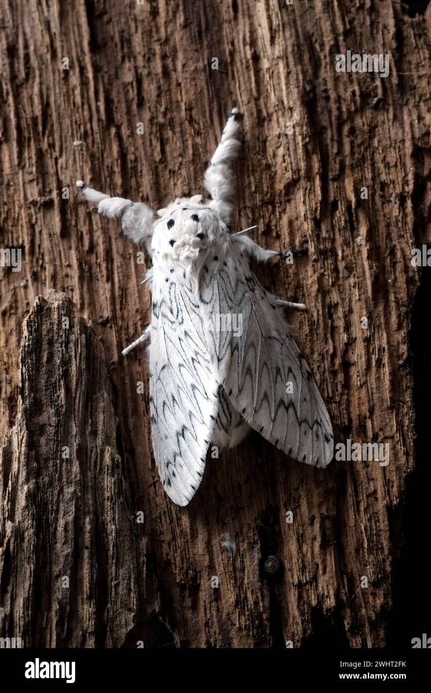 Falena di gatto immagini e fotografie stock ad alta risoluzione - Alamy