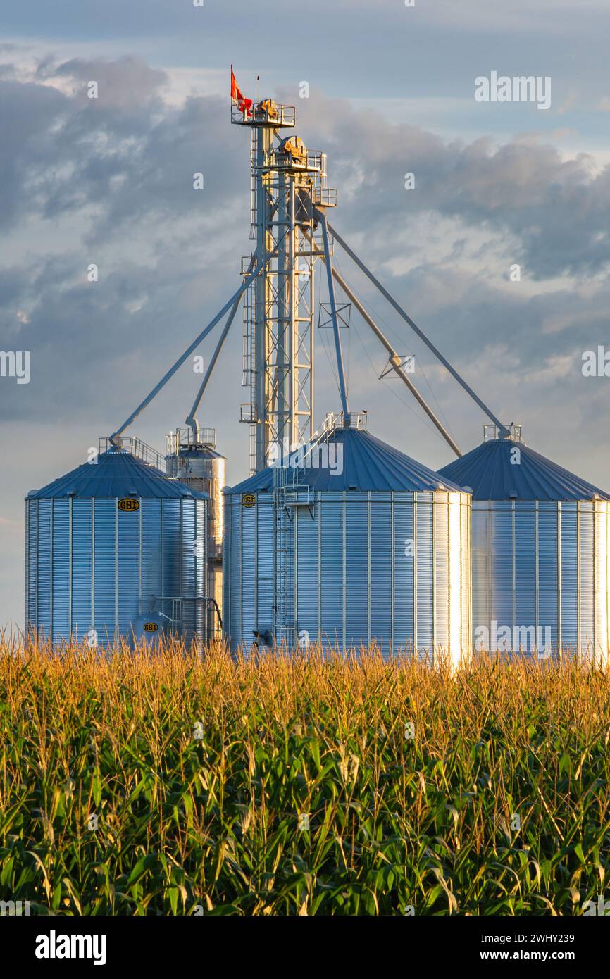 Contadino con bidoni di grano immagini e fotografie stock ad alta ...