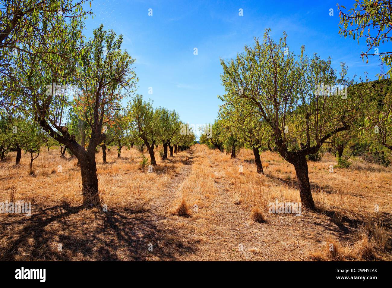 Viaggio in aragona immagini e fotografie stock ad alta risoluzione - Alamy