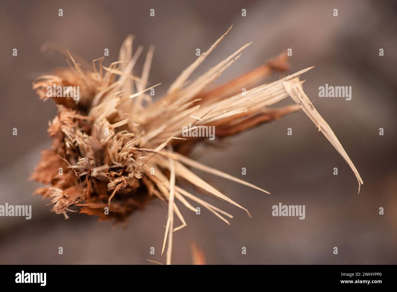 Legno di albero scheggiato immagini e fotografie stock ad alta ...