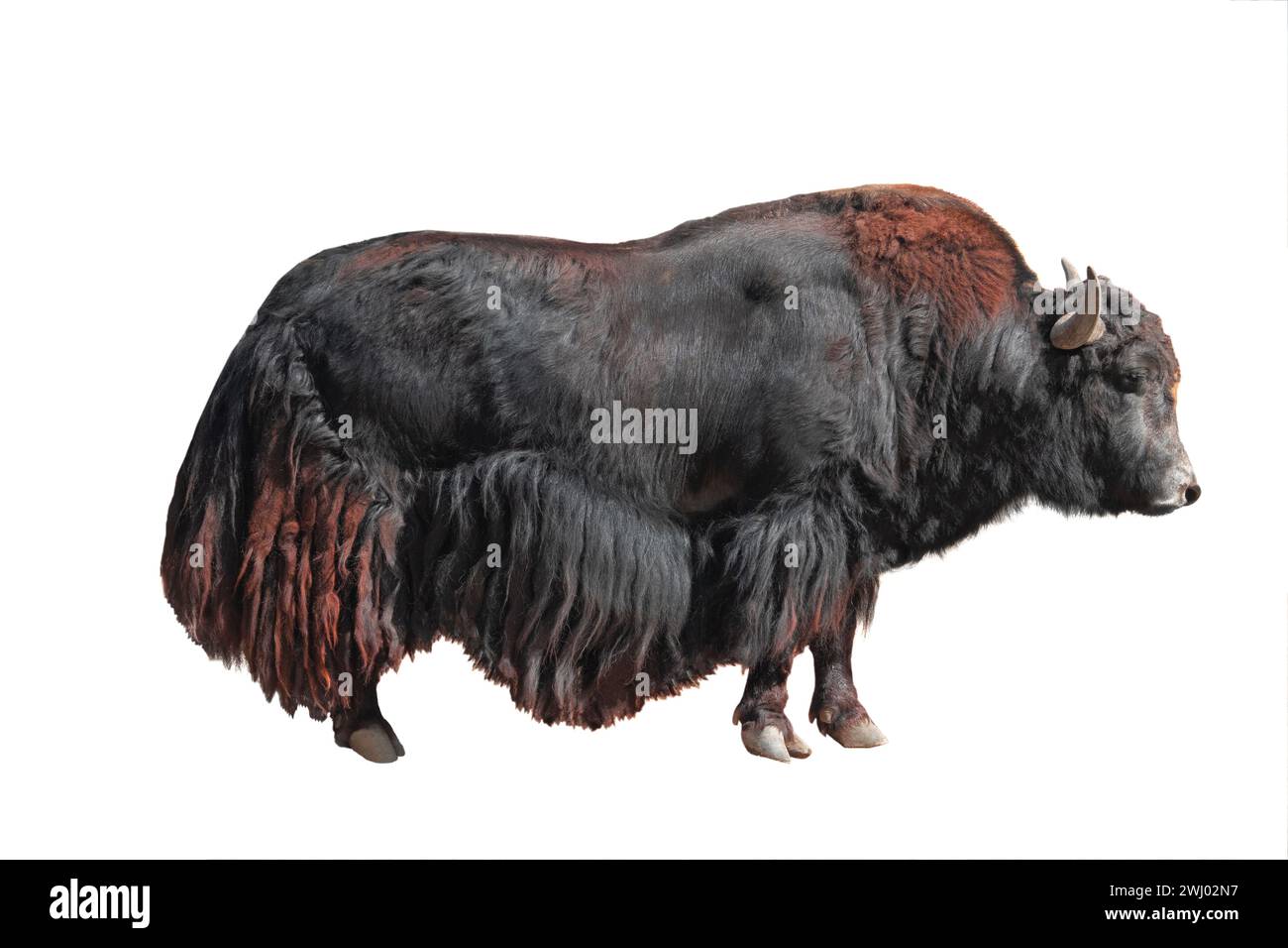 Yak bos mutus immagini e fotografie stock ad alta risoluzione - Alamy