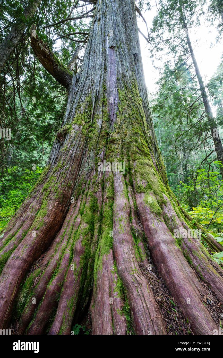 Tettoia in legno di cedro immagini e fotografie stock ad alta ...