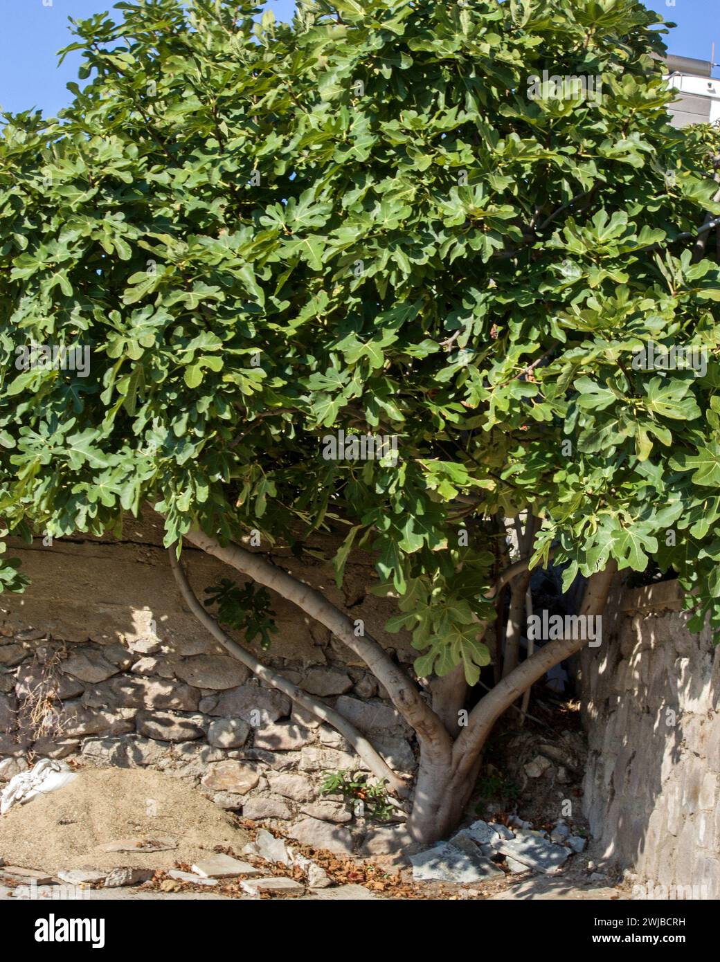 Alberi di fico in pianta immagini e fotografie stock ad alta ...