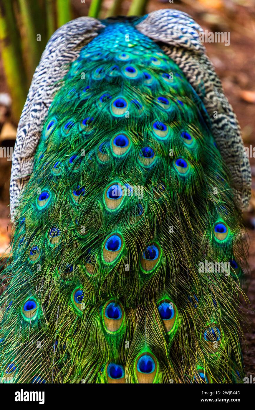 La preoccupazione della repubblica dominicana immagini e fotografie ...