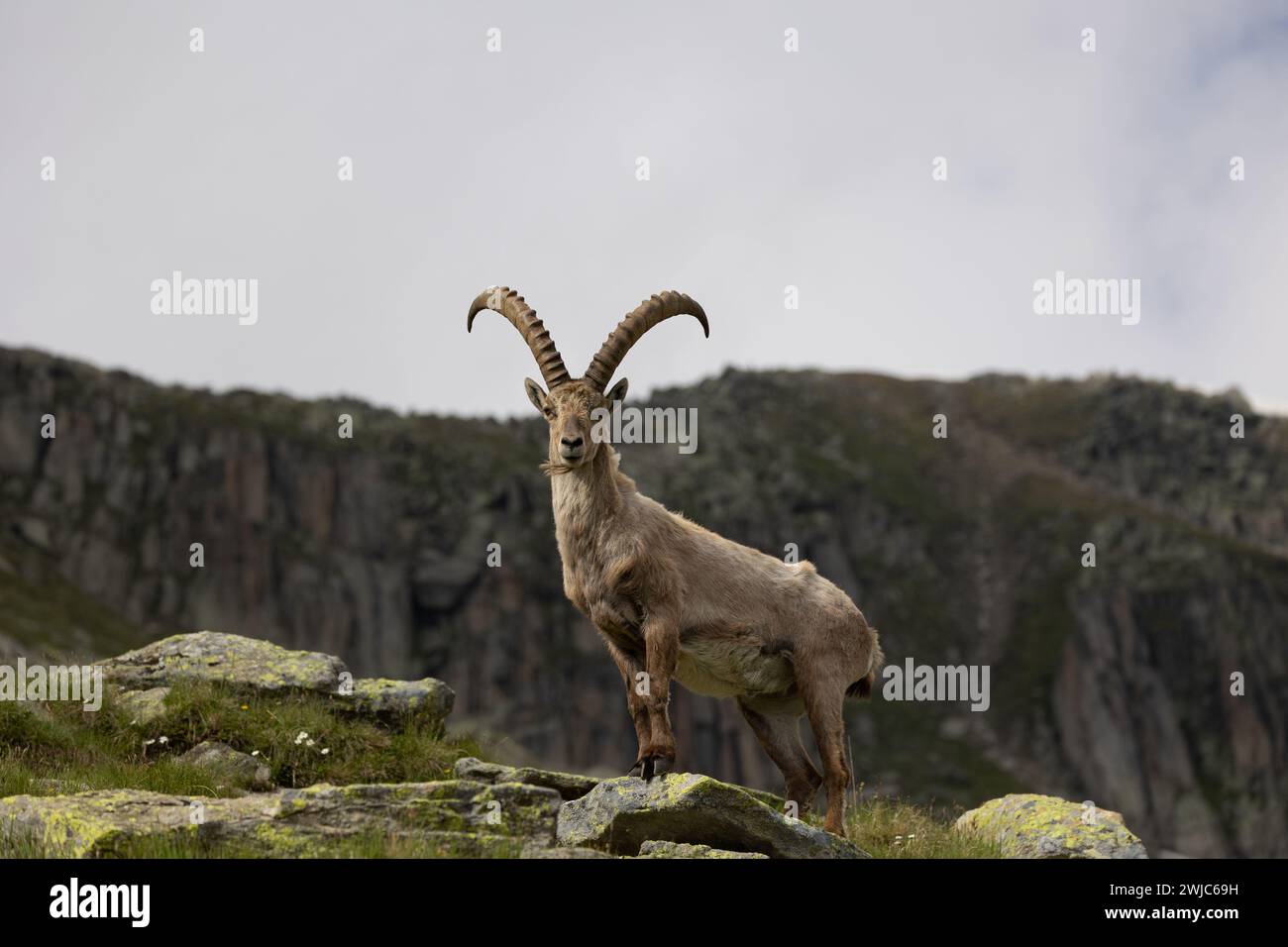 Steinbock schweiz immagini e fotografie stock ad alta risoluzione - Alamy