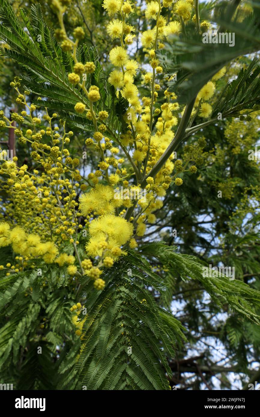 Primo piano del ramo di Acacia dealbata con fiori gialli. Fiori gialli ...