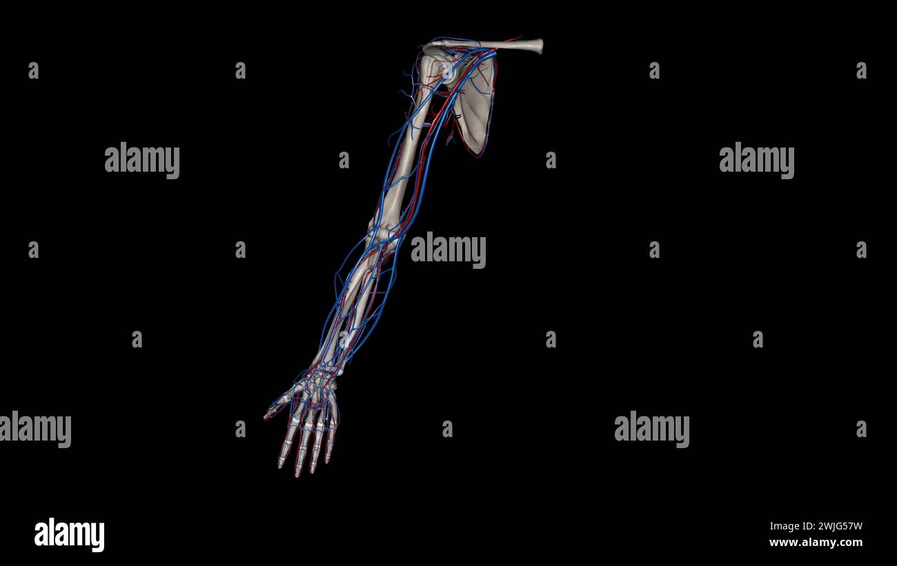 Vene dell'arto superiore immagini e fotografie stock ad alta ...