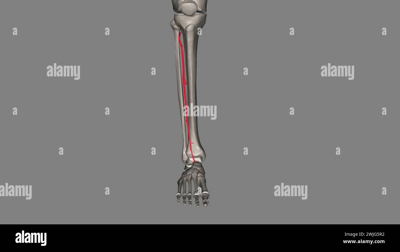 Músculo tibial anterior anatomía immagini e fotografie stock ad alta ...