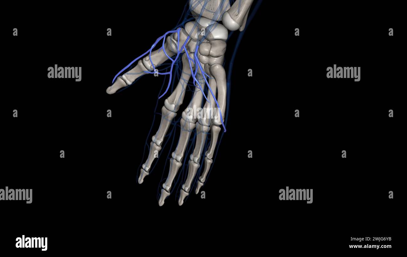 Arco venoso palmare superficiale immagini e fotografie stock ad alta ...