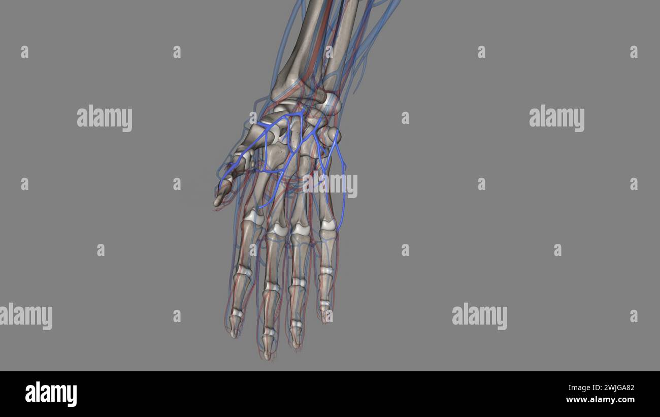 Arco venoso palmare superficiale immagini e fotografie stock ad alta ...