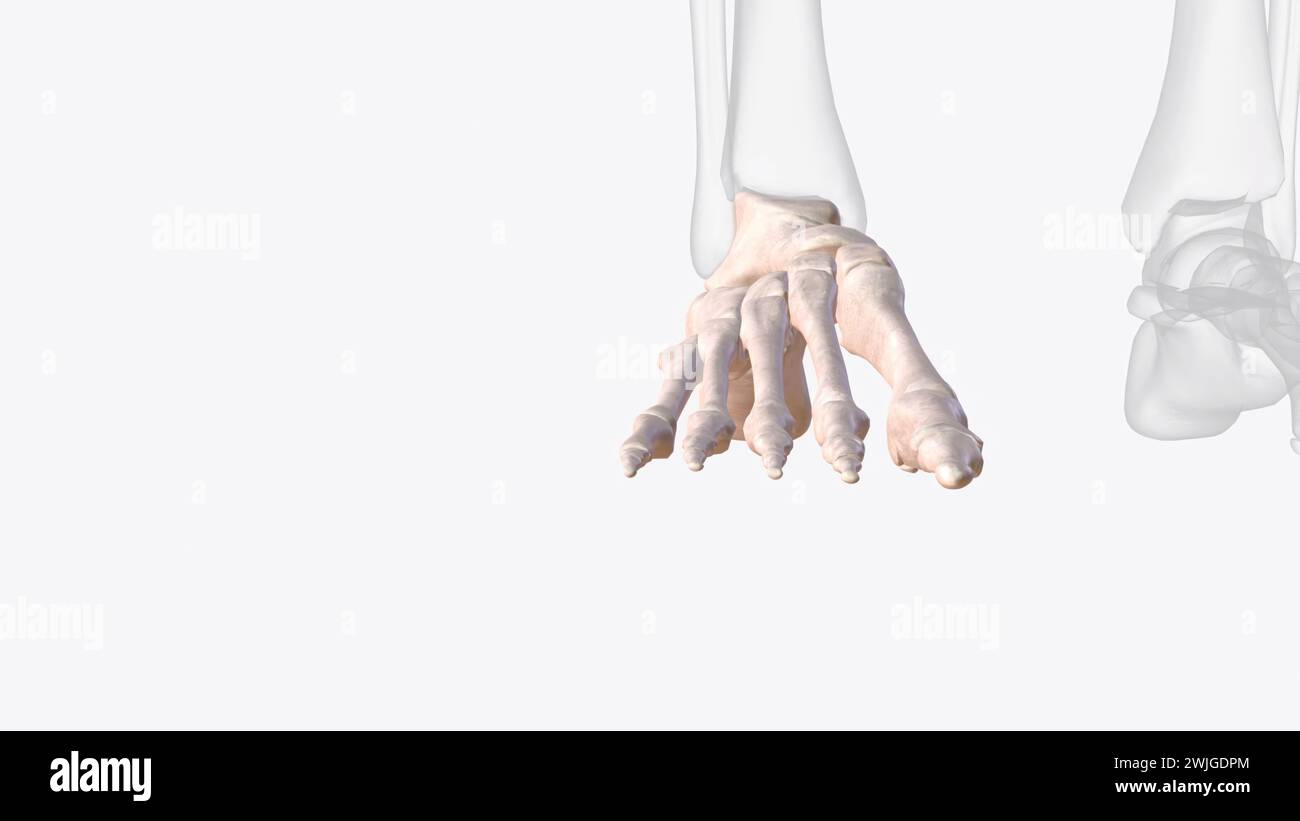 Ossa del piede destro immagini e fotografie stock ad alta risoluzione ...
