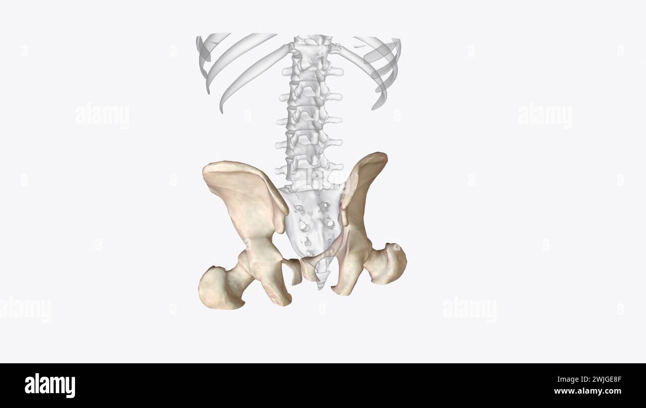 Scheletro appendicolare Immagini senza sfondo e Foto Stock ritagliate ...