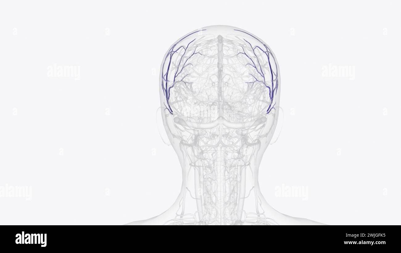 Vena temporale superficiale immagini e fotografie stock ad alta ...