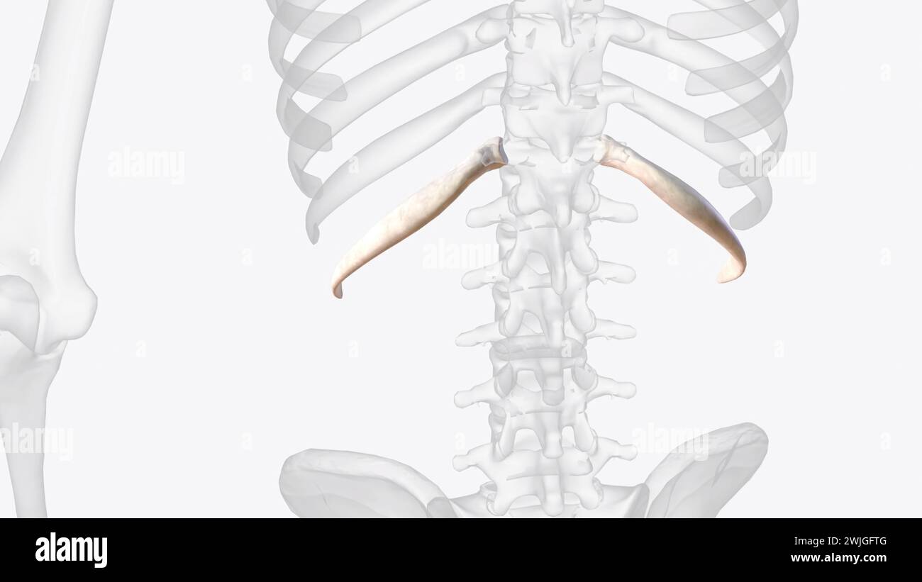 Anatomia del femore posteriormente immagini e fotografie stock ad alta ...