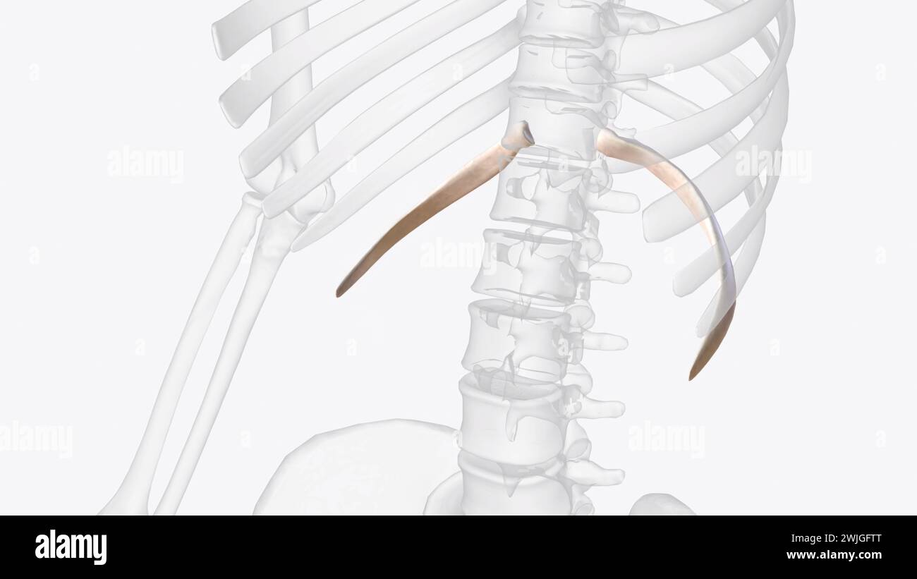 Anatomia del femore posteriormente immagini e fotografie stock ad alta ...