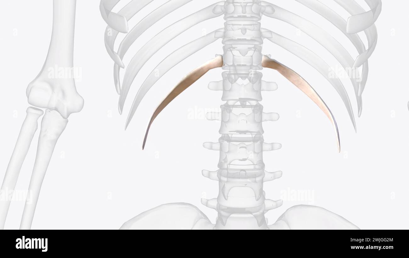 Anatomia del femore posteriormente immagini e fotografie stock ad alta ...