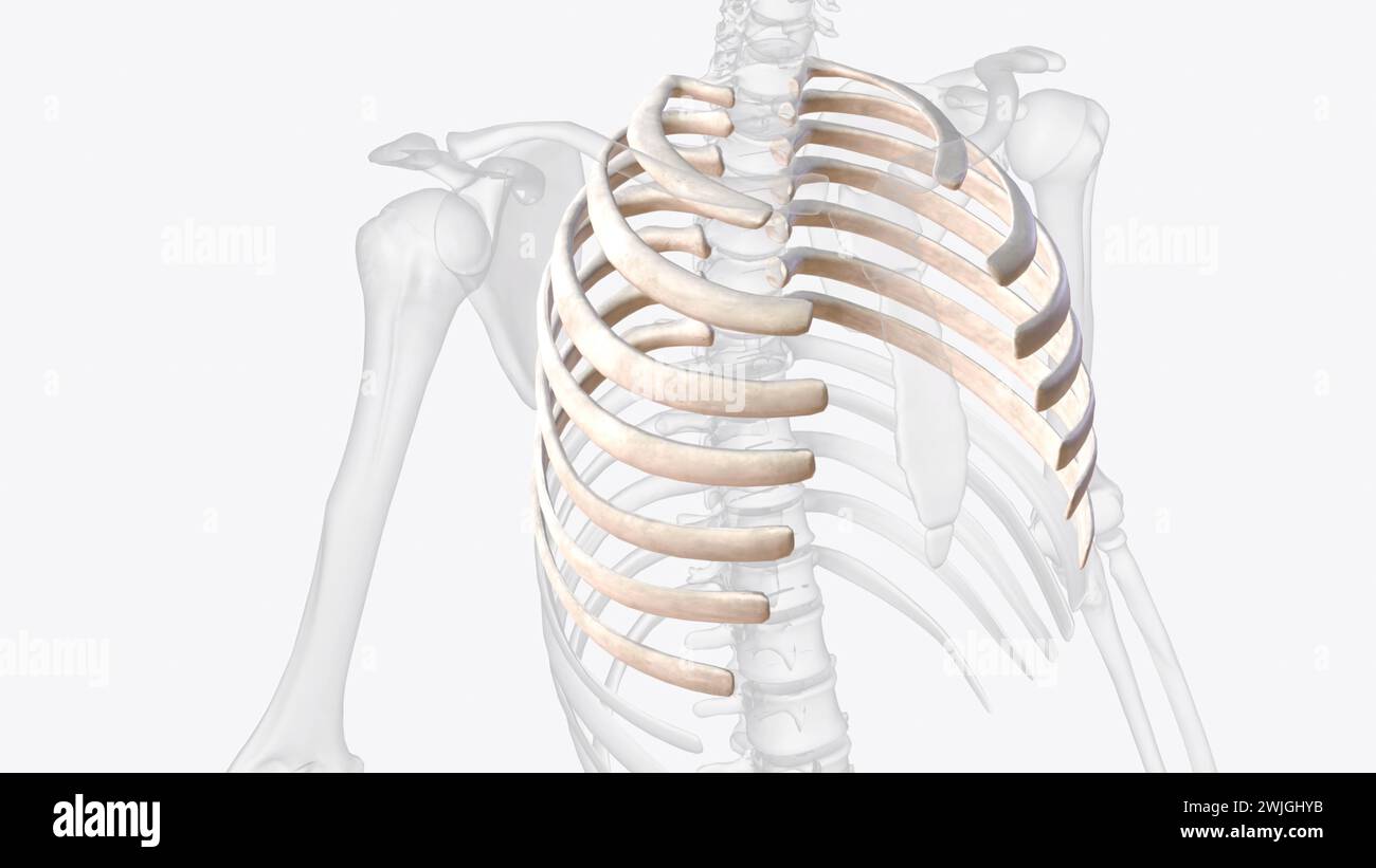 Anatomia del femore posteriormente immagini e fotografie stock ad alta ...