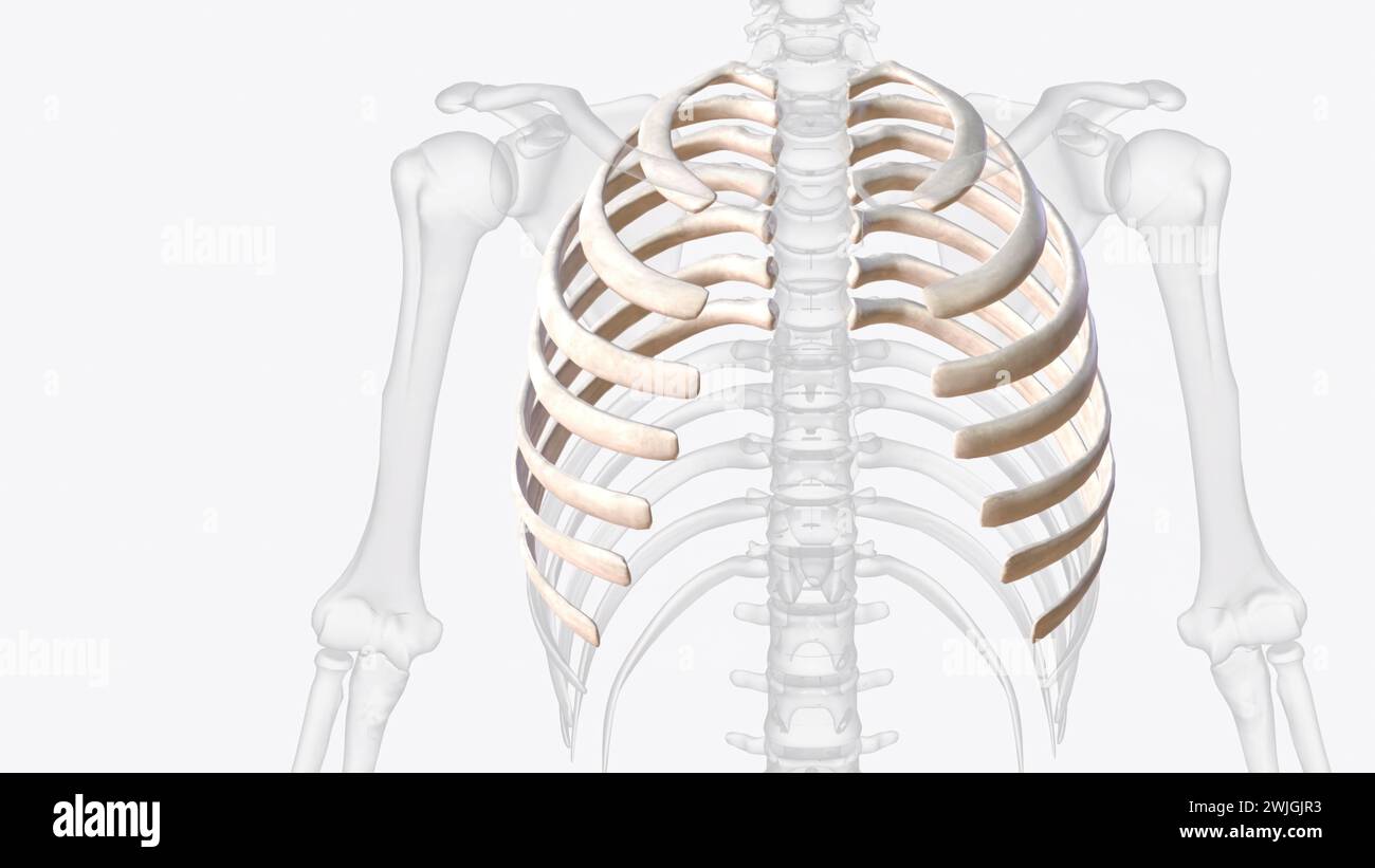 Anatomia del femore posteriormente immagini e fotografie stock ad alta ...