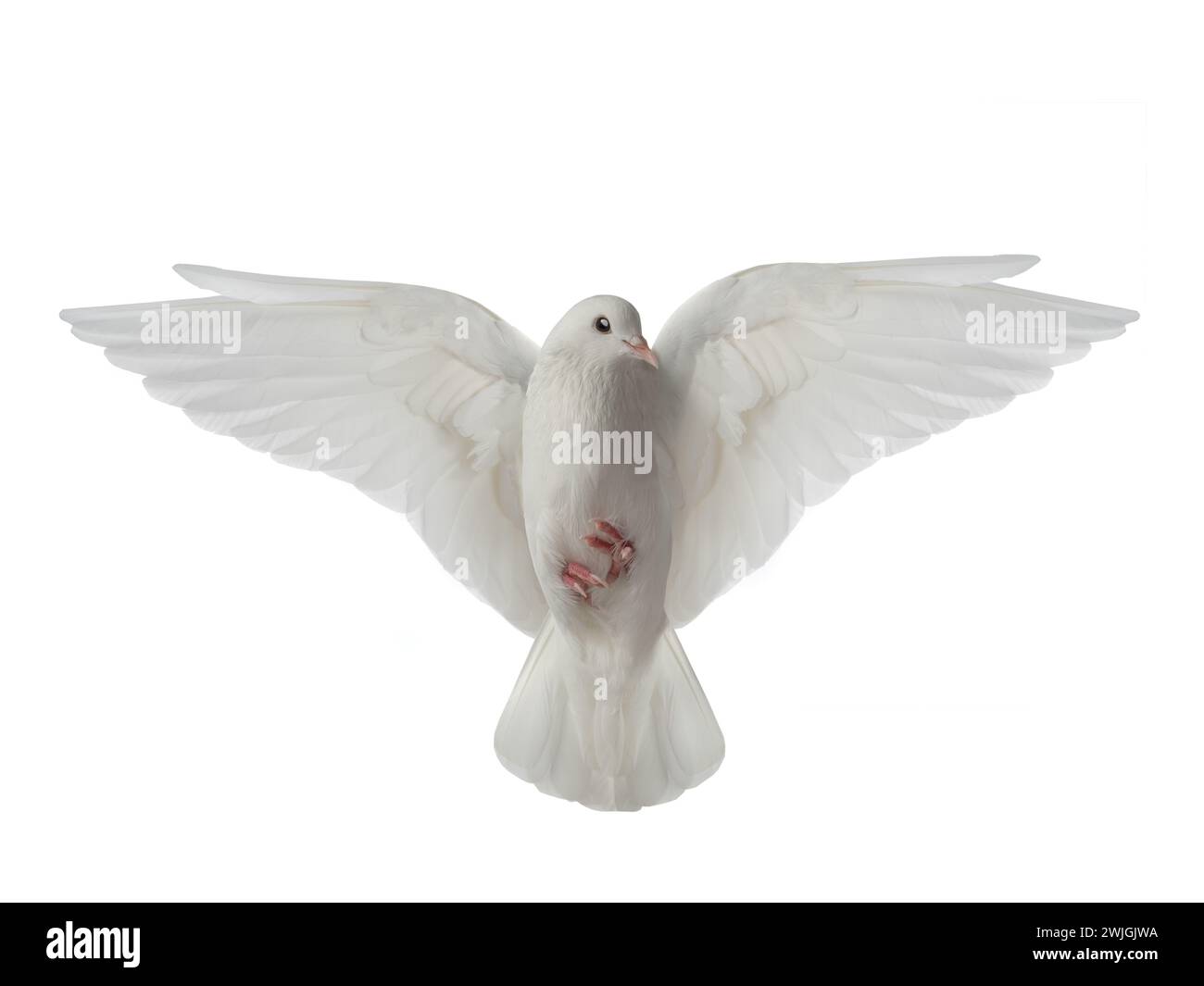 Colomba bianca in volo immagini e fotografie stock ad alta risoluzione ...