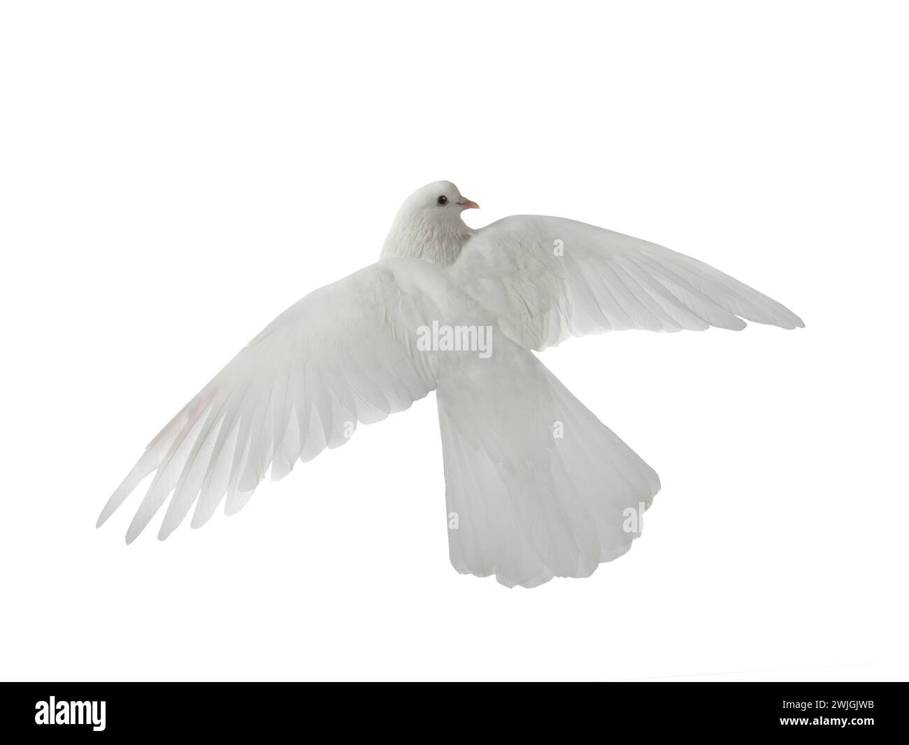 Colomba bianca in volo immagini e fotografie stock ad alta risoluzione ...