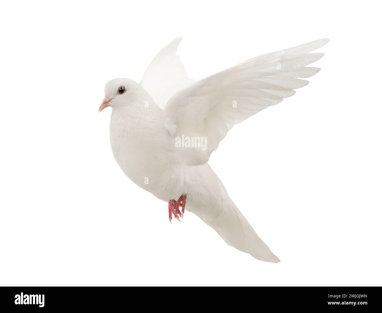 Colomba bianca in volo immagini e fotografie stock ad alta risoluzione ...