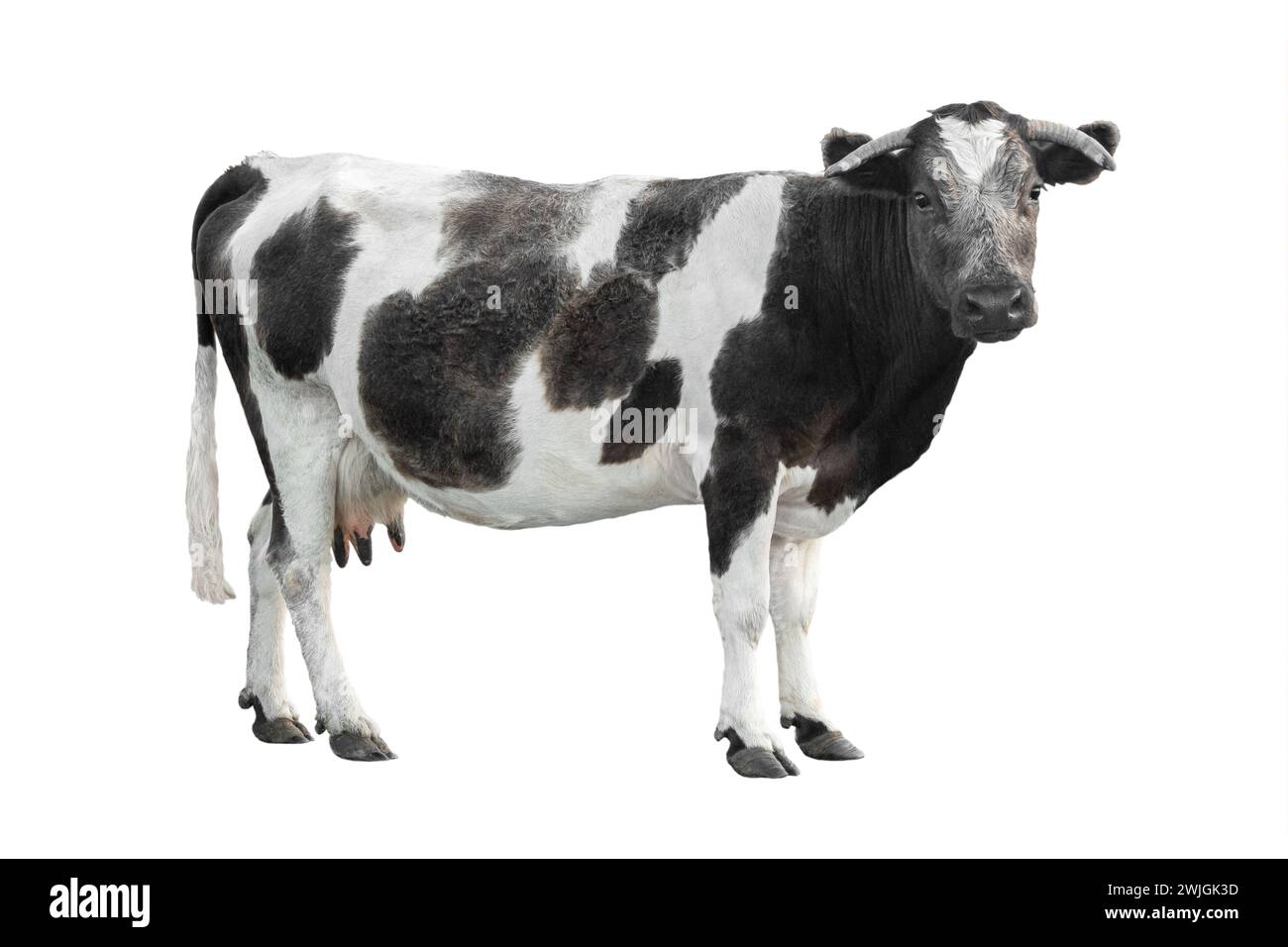 Mucca bianca e nera Immagini senza sfondo e Foto Stock ritagliate - Alamy
